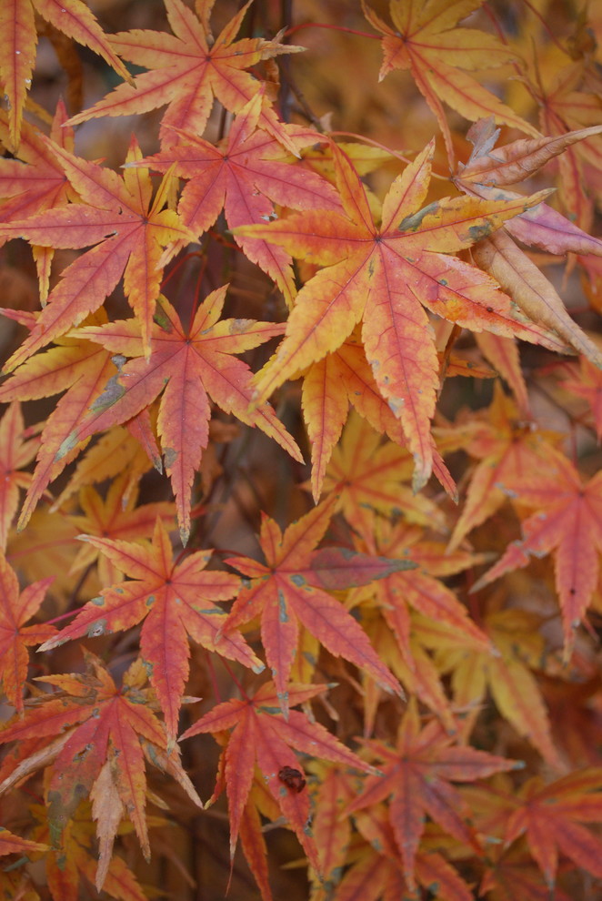 Ryusen Japanese Maple - Eclectic - Charlotte - by Jay Sifford Garden ...