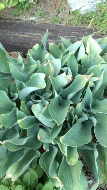 Hosta 'Salute'