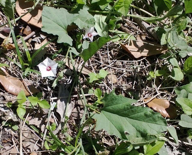Flowering Ground Vine