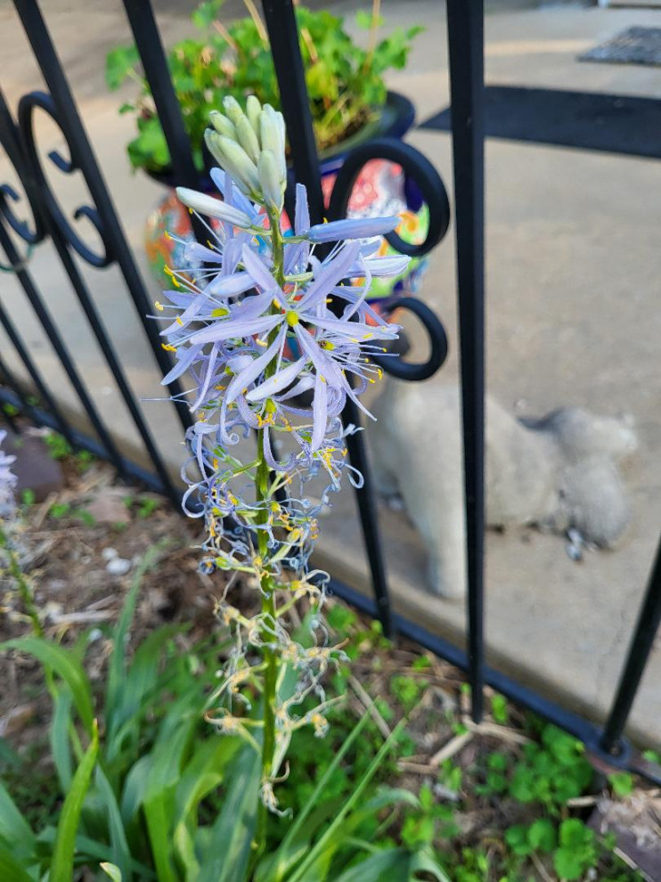 what is this flower?