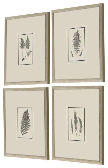 Petite Ferns Artwork, 4-Piece Set - Tropical - Prints And Posters - by ...