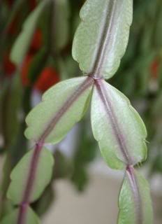 Dark Veins on a Christmas Cactus