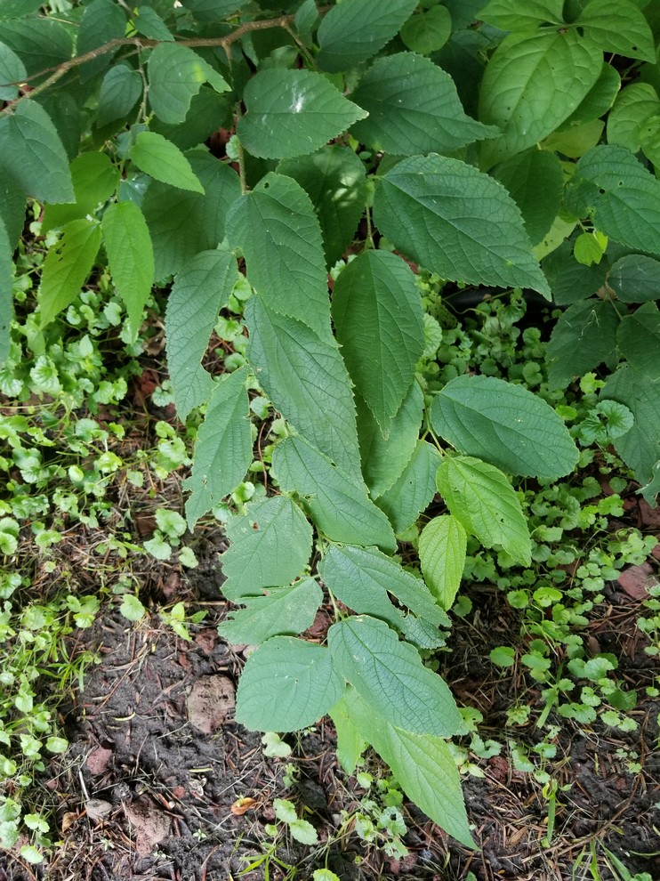 Weed tree identification