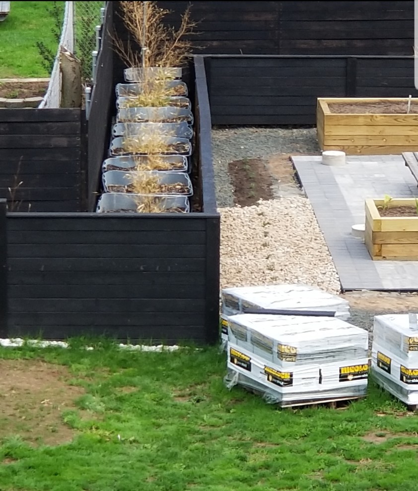 Green Giant Arborvitae in Large containers.