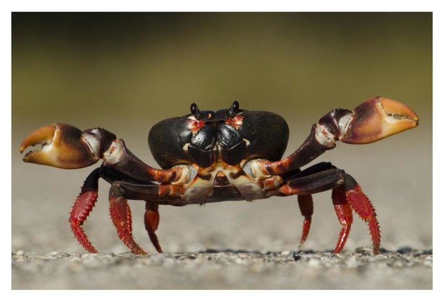 Blackback Land Crab In Defensive Posture, Zapata Swamp National Park ...