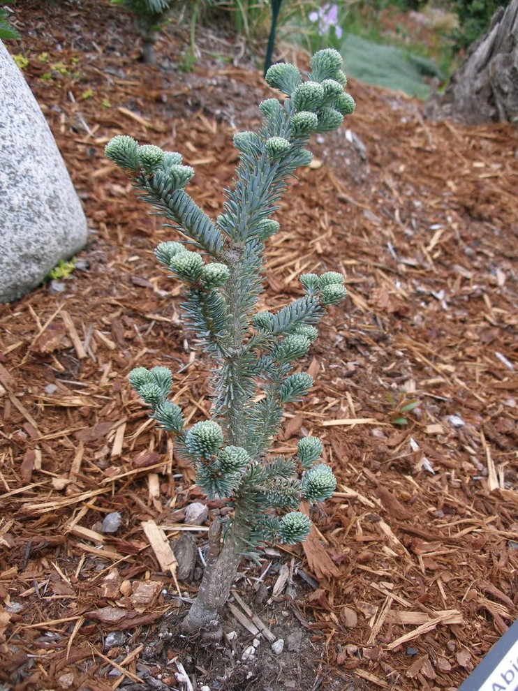 Conifers with the best blue or silver color