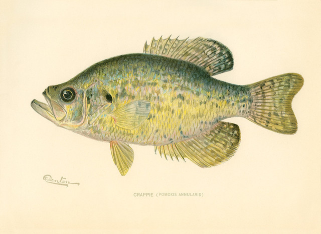 Crappie Print, 11" x 17" - Contemporary - Prints And Posters - by Print ...