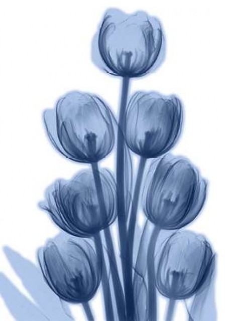 "Indigo Spring Tulips" Print, 9"x12" - Contemporary - Prints And ...