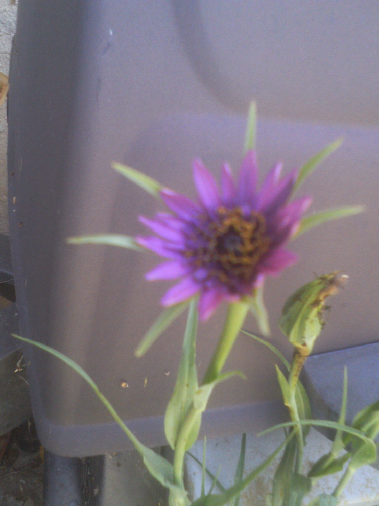 Tall weed ID? Southern California. 3 feet tall, 1.5" to 2" flowers