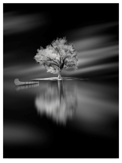 David Senechal Photographie 'Quiet White Tree' Canvas Art, 19"x14 ...