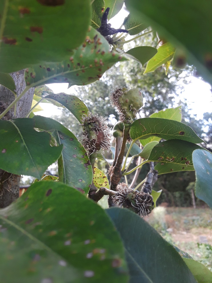 What's this Pear Damage?