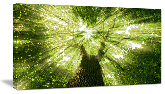 Sunlight Peeking through Green Tree, Landscape Canvas Art Print, 40x20 ...