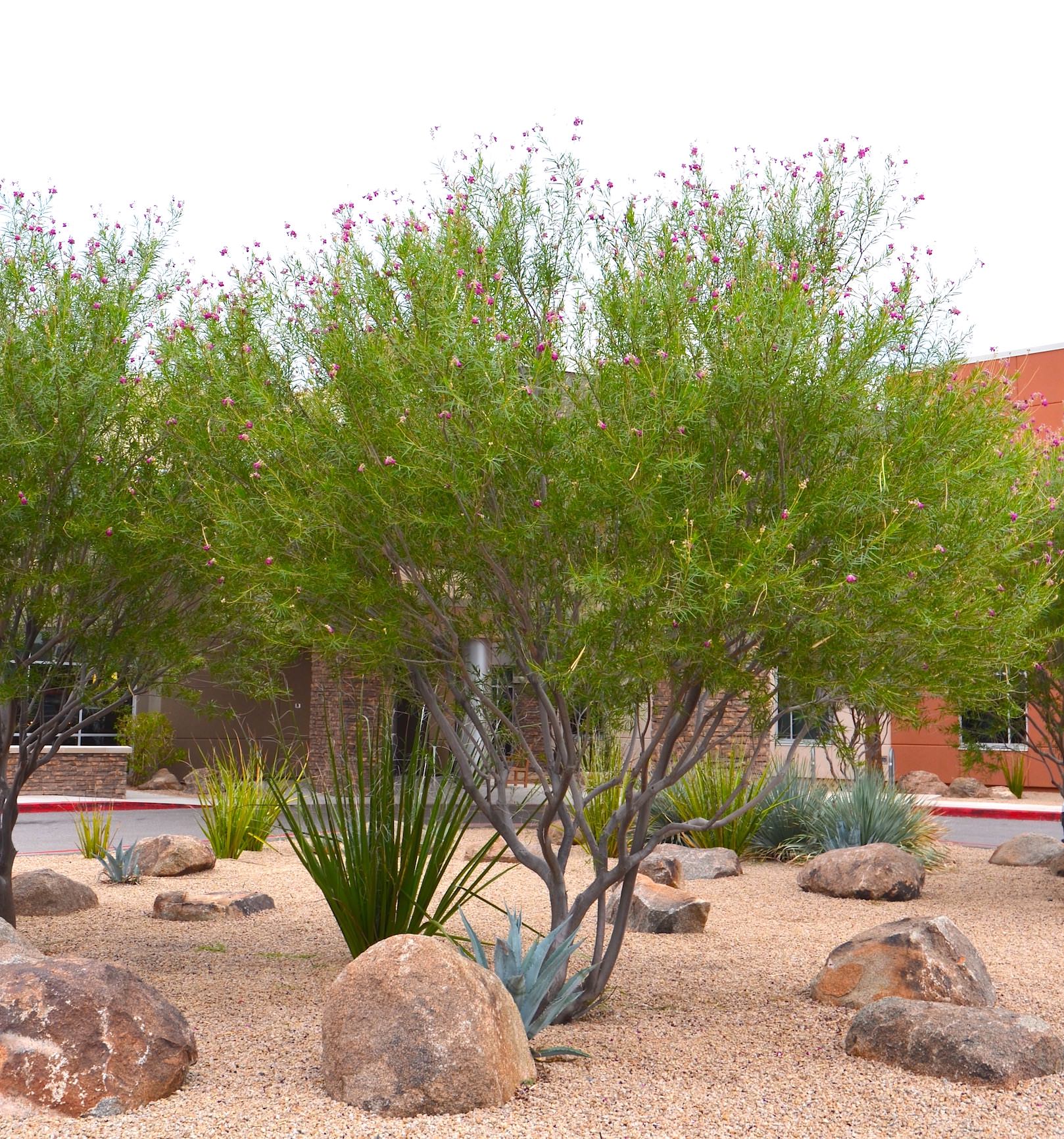 10 Native Trees Landscape Designers Love