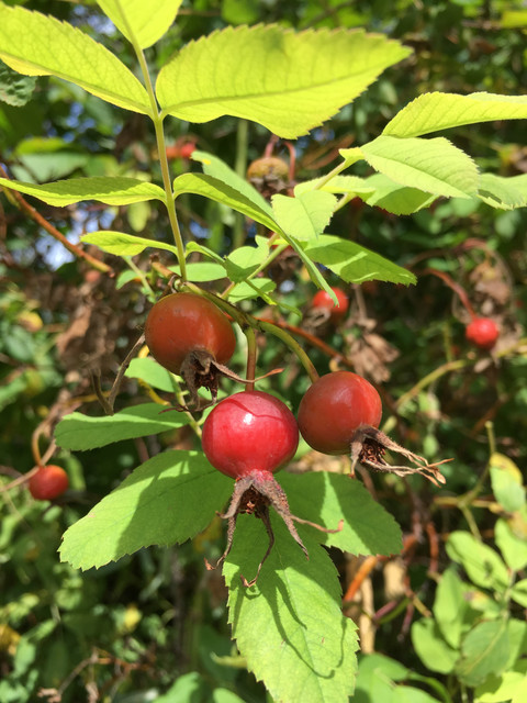 Smooth Rose’s Arching, Not-So-Thorny Canes Provide Beauty All Year