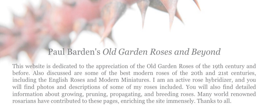 Give yourself a treat by reading Paul Barden’s rose website