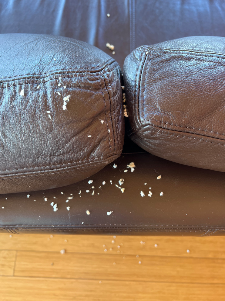 Insulation falling from wood ceiling.