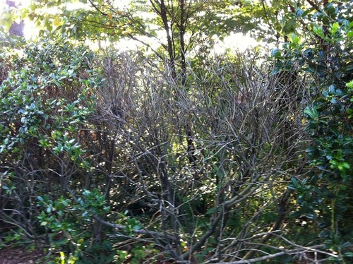 Dead holly bush: any theories?