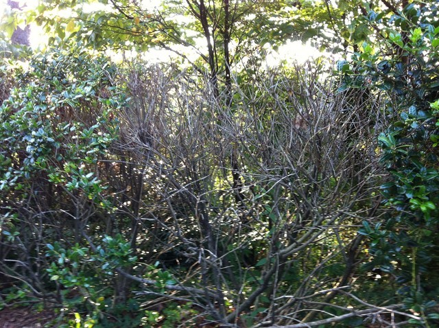 Dead holly bush: any theories?