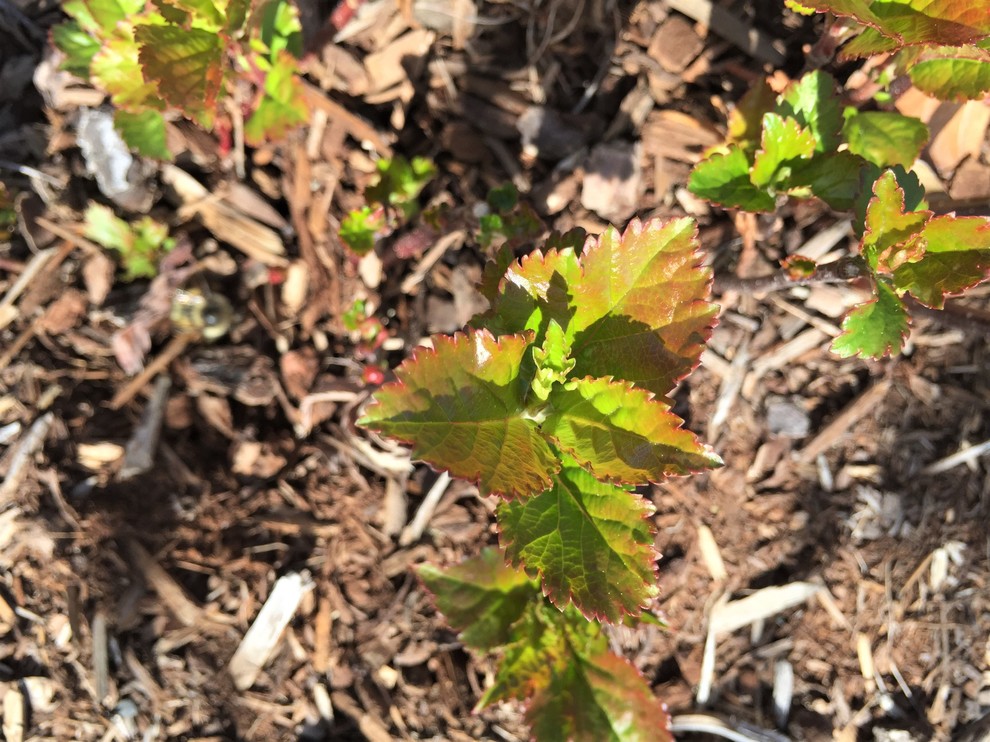 these are popping up under an apple tree