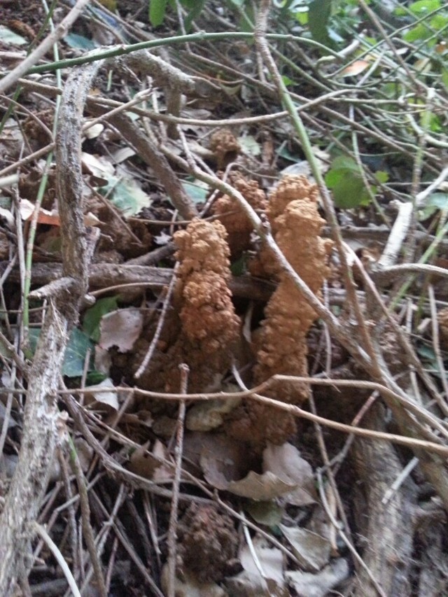 Mystery Conical Shaped Mounds