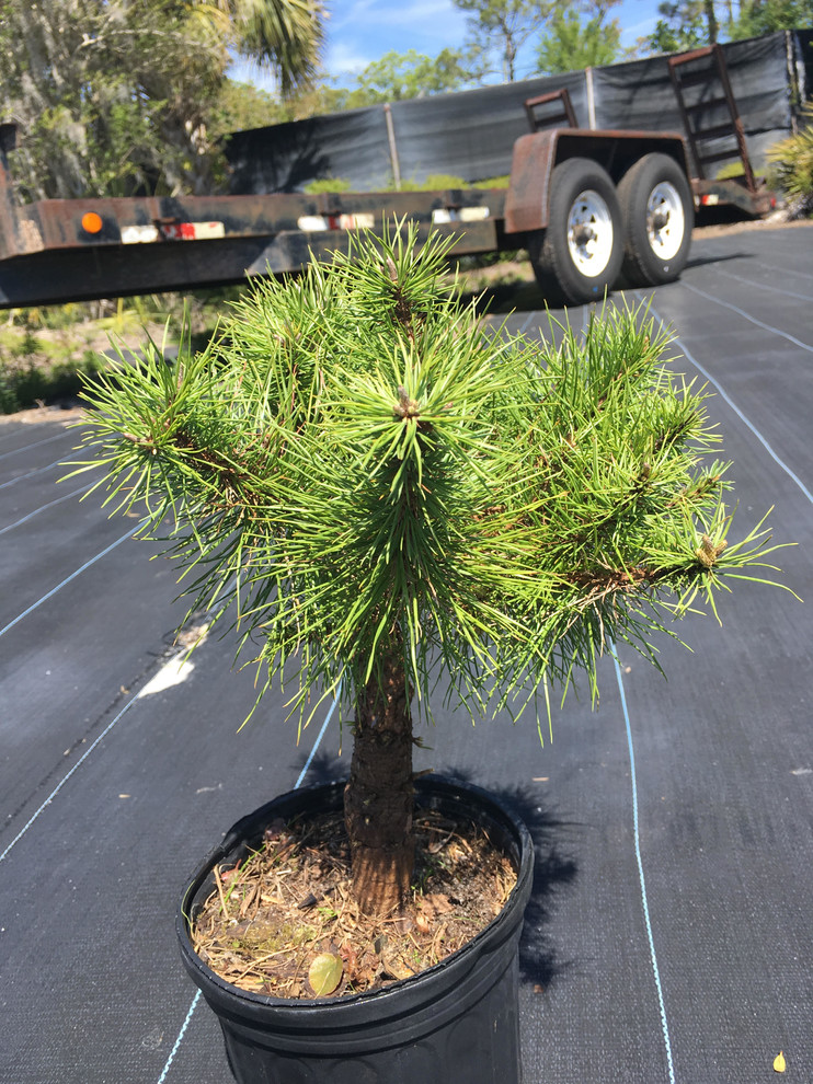 Grafted conifers in the Deep South | Houzz Forum