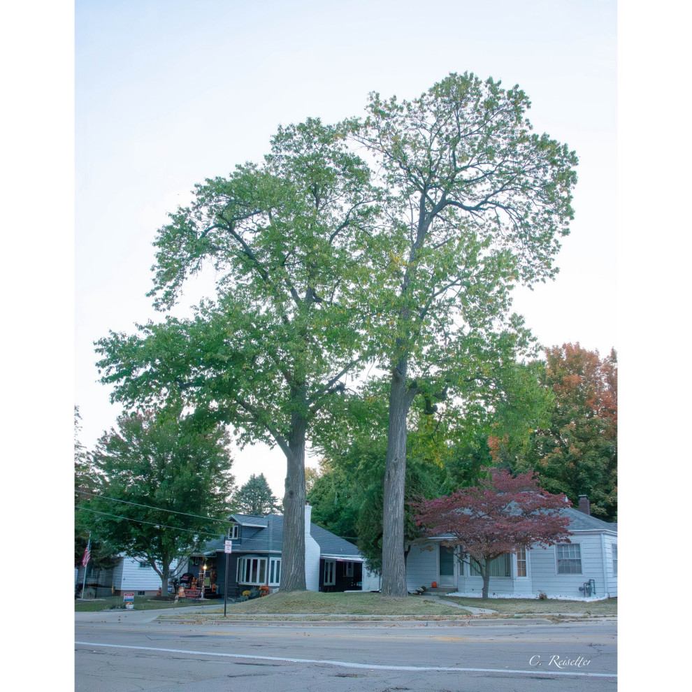 Couple big American chestnuts OH