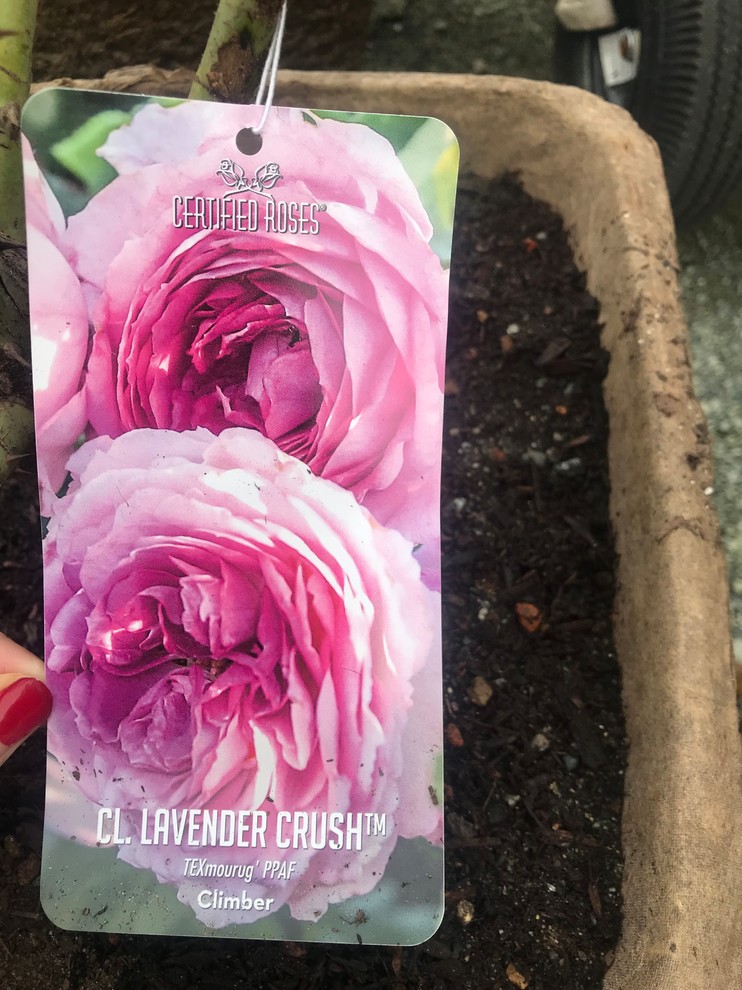 Lavender Crush Climber | Houzz Forum