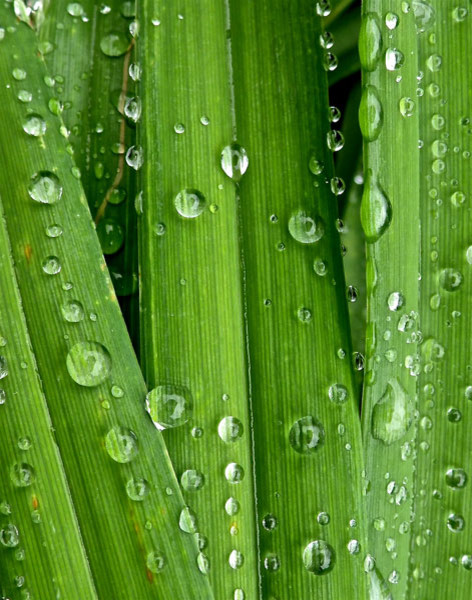 Fine Art Photograph, April Rain I, Fine Art Paper Giclee, 22"x28 ...