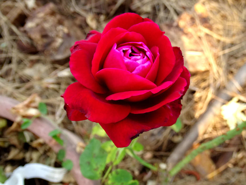 Hortico mis-labeled roses