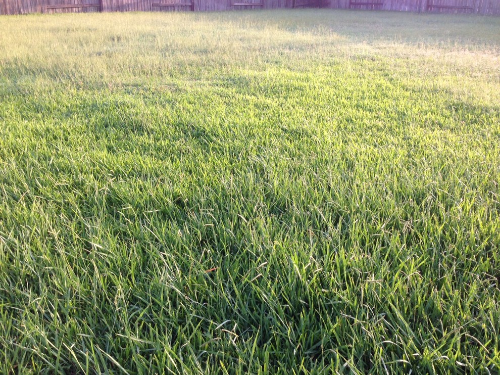 Backyard grass woes (crabgrass)