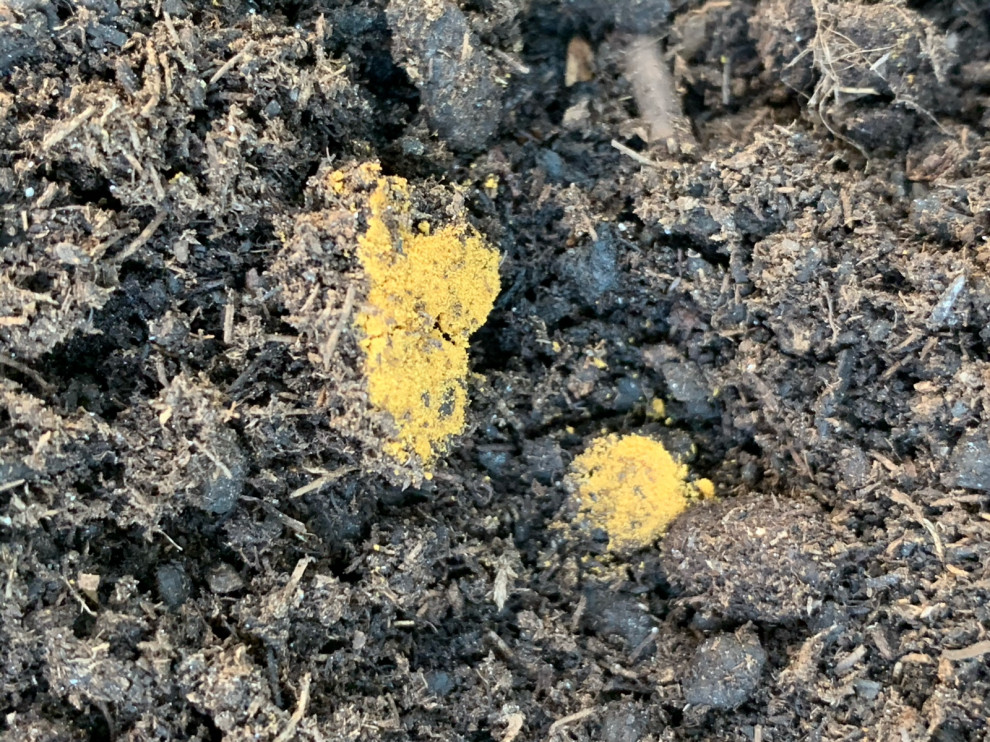 Weird yellow stuff in bagged compost, anyone recognize what it is?