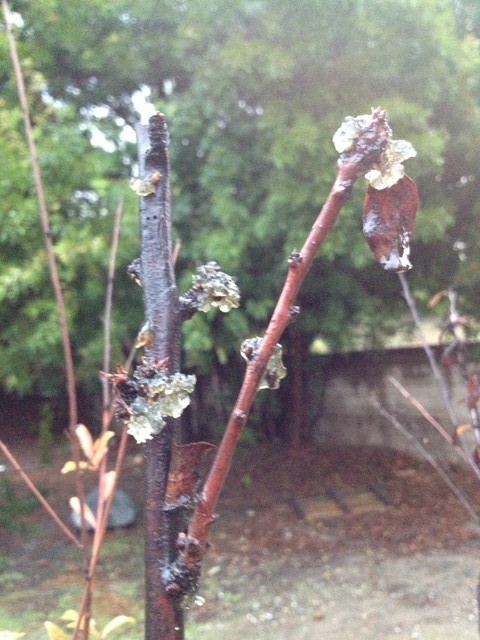 Plum tree oozing globs of jelly sap