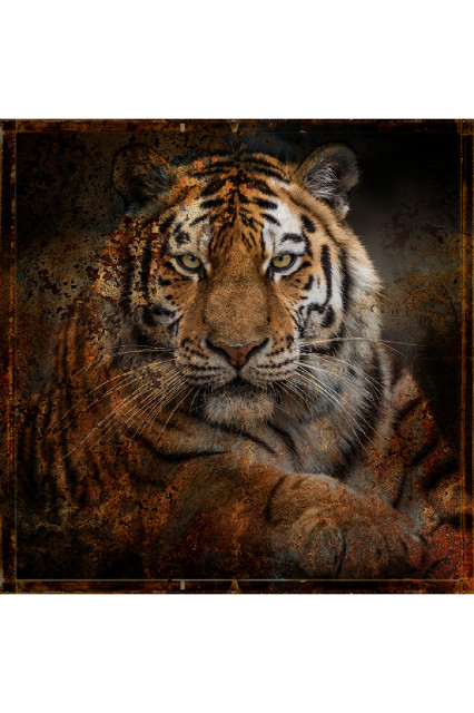Antique Style Photographic Artwork | Andrew Martin Tiger - Contemporary ...