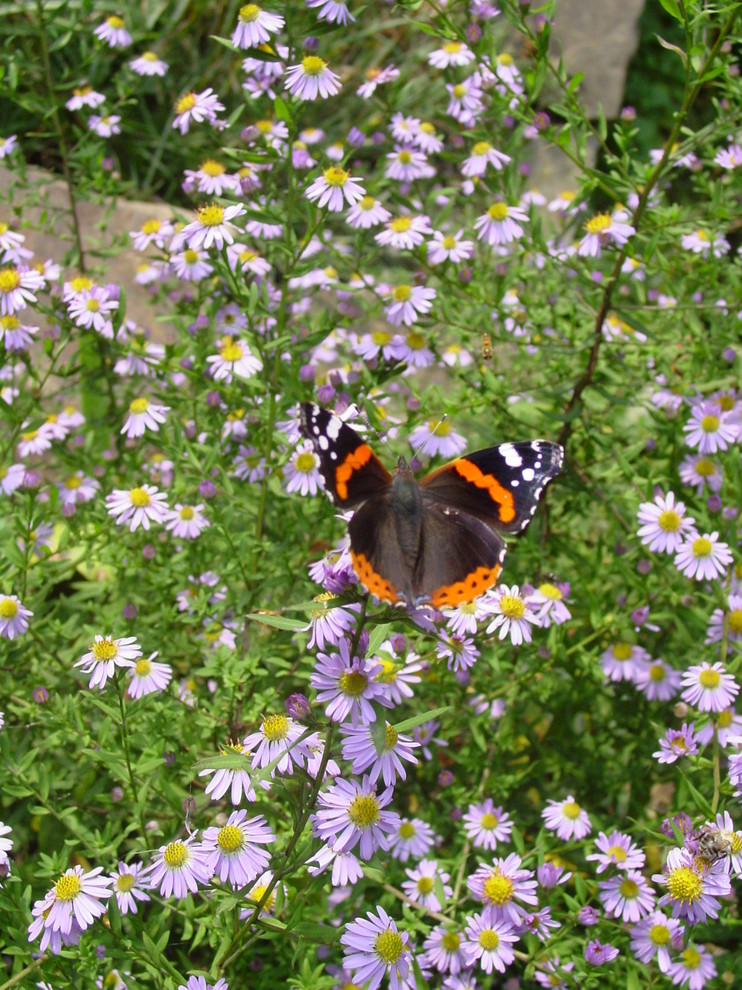 15 Native Flowers That Attract Butterflies