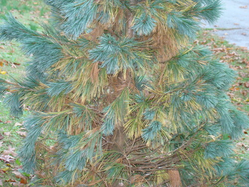 Why is my Limber Pine turning yellow?