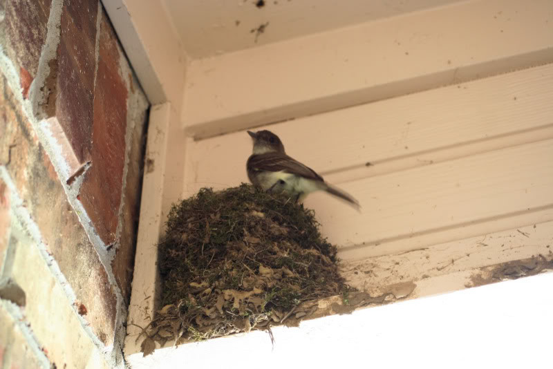 Eastern Phoebe Nesting
