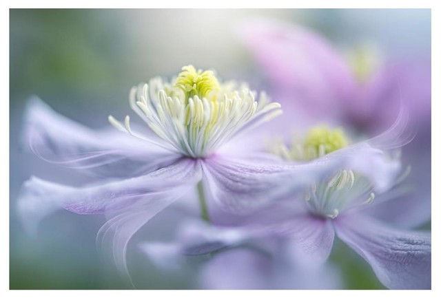 "Sway" Digital Paper Print by Jacky Parker, 20"x14", 50"x34 ...