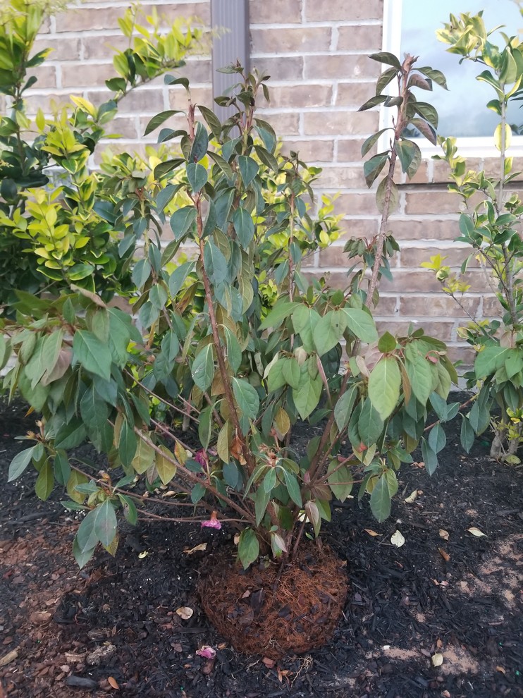 How can I help these Azaleas?