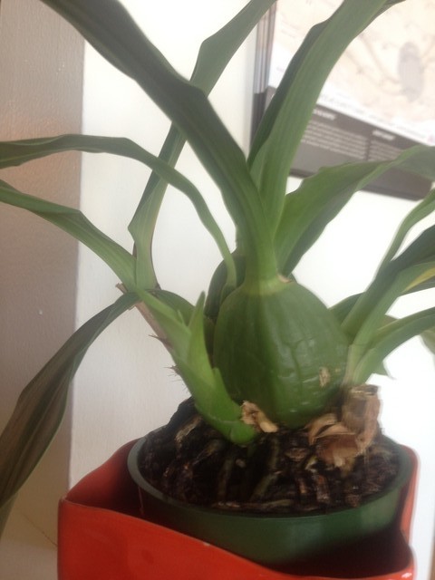 What is my Zygo growing?