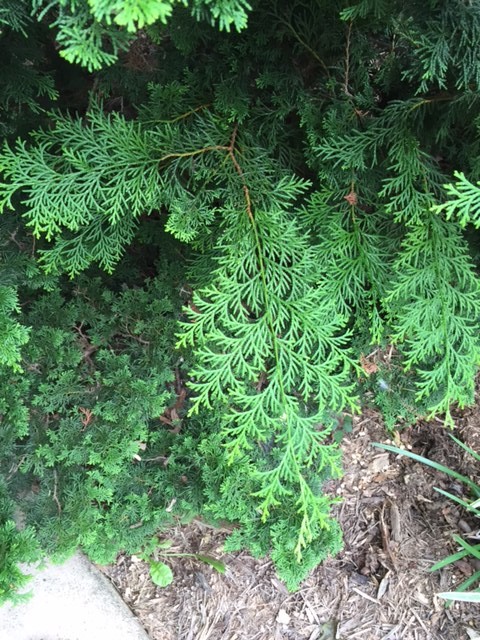 Help with pruning Hinoki compacta cypress tree