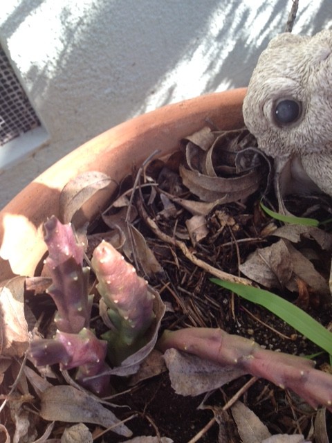 identify strange cactus plant