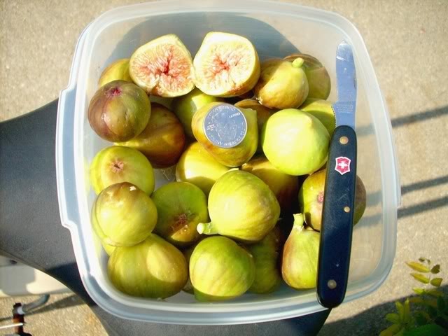 Florea fig,and desert King