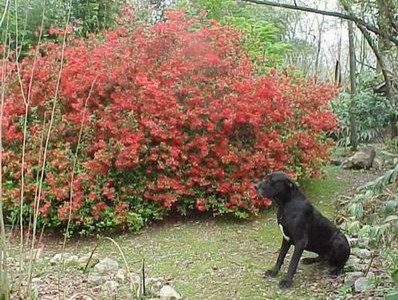pic of azalea indica 'president clay'