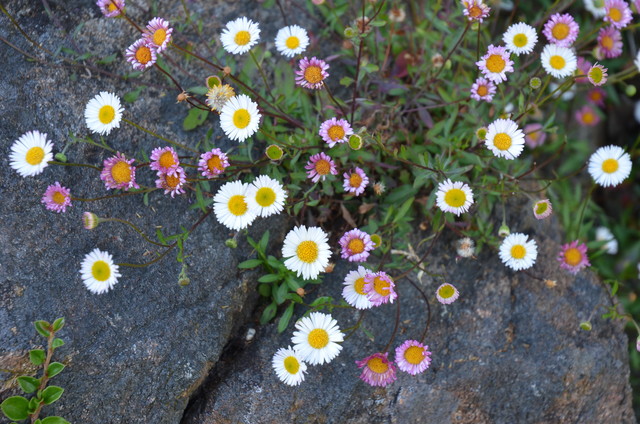 This Daisylike Ground Cover Brings Natural Beauty to Dry Gardens
