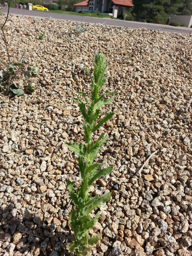 Arizona Weed ID