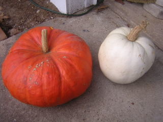 Pumpkin Identification