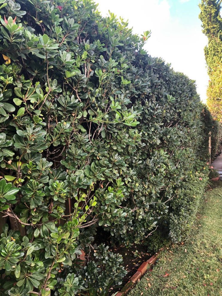 help identify shrub/tree