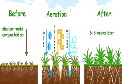 Core Aeration