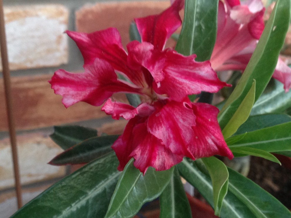 Split flowers advice needed | Houzz Forum