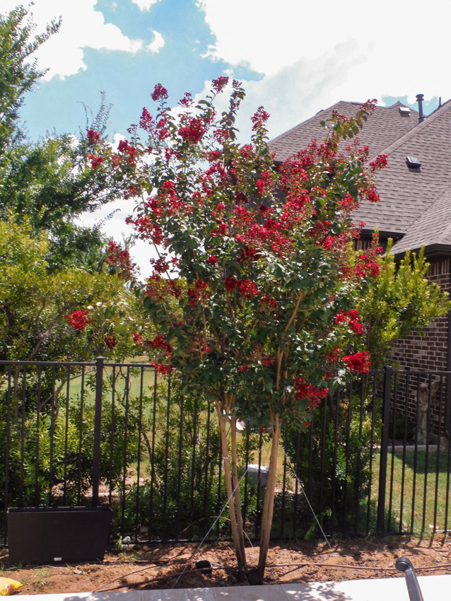 Flowering Trees & Shrubs - Landscape - Dallas - by Treeland Nursery | Houzz
